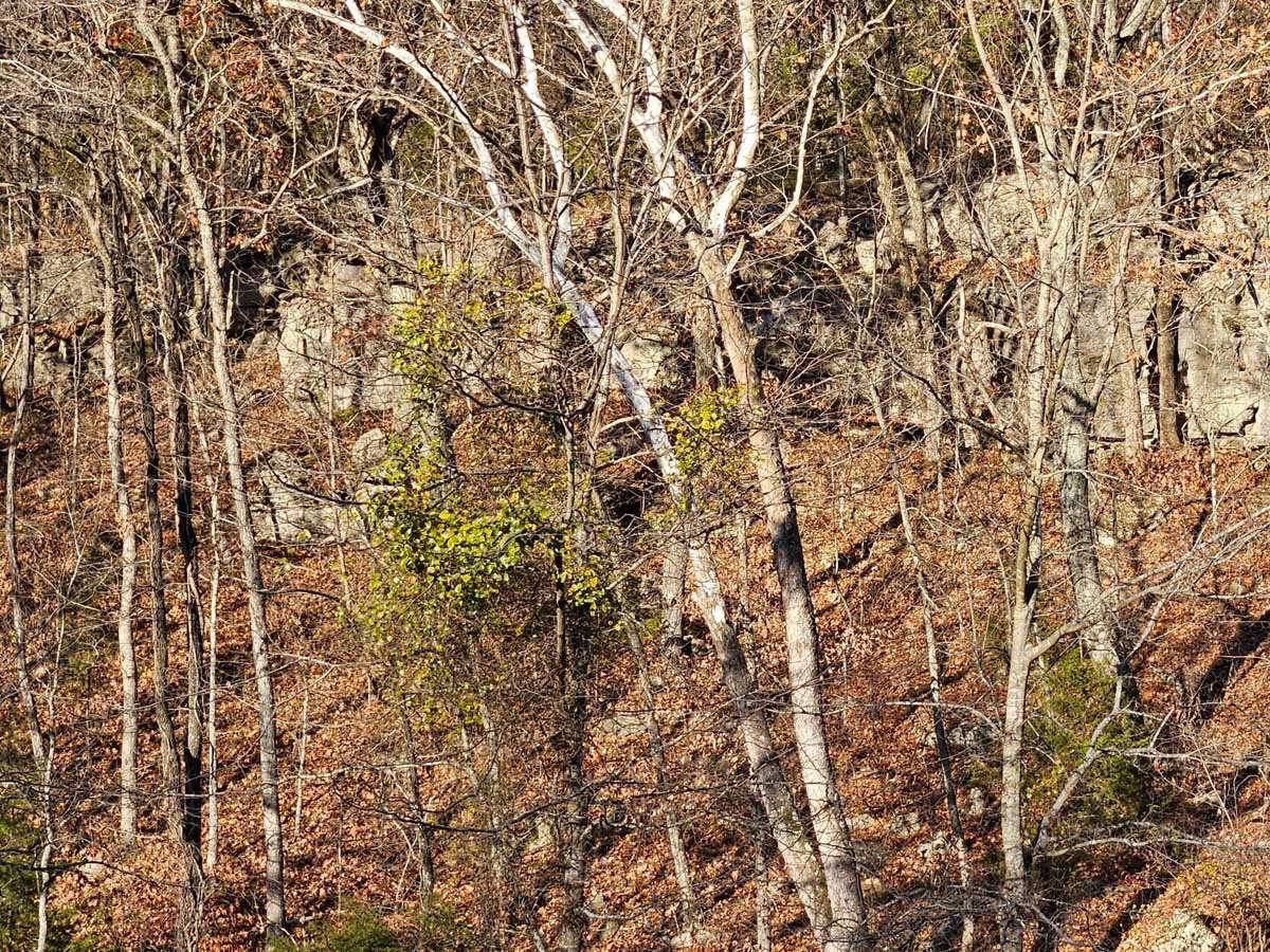 AG_Feral pig problem targeted by USDA Wildlife Services (copy ...