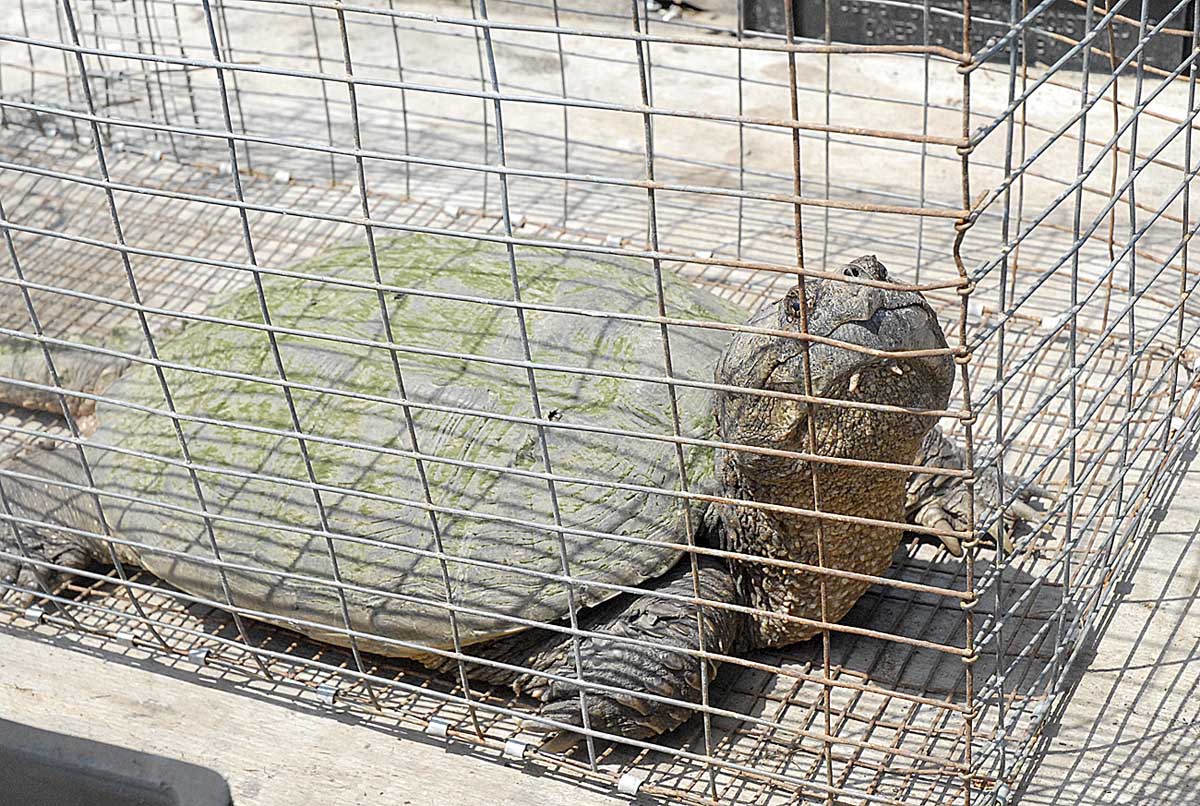 Caught and released | Moultrie Observer