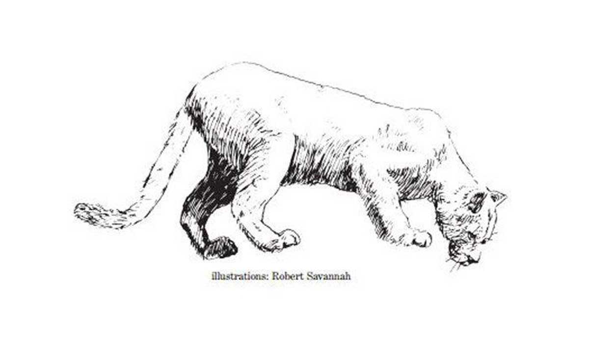 Eastern puma is declared extinct, last seen 80 years ago | Moultrie ...