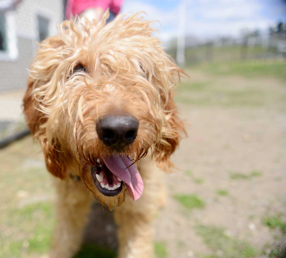 Saturday is National Adopt a Shelter Pet Day | Moultrie Observer