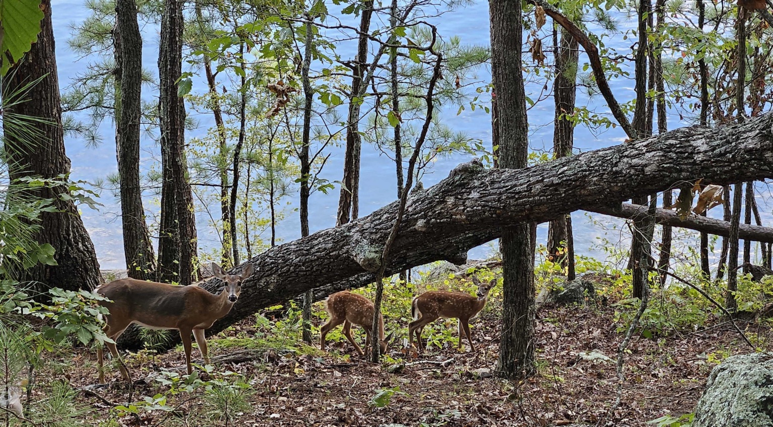 DNR officials outline plan to contain spread of ‘zombie deer disease ...