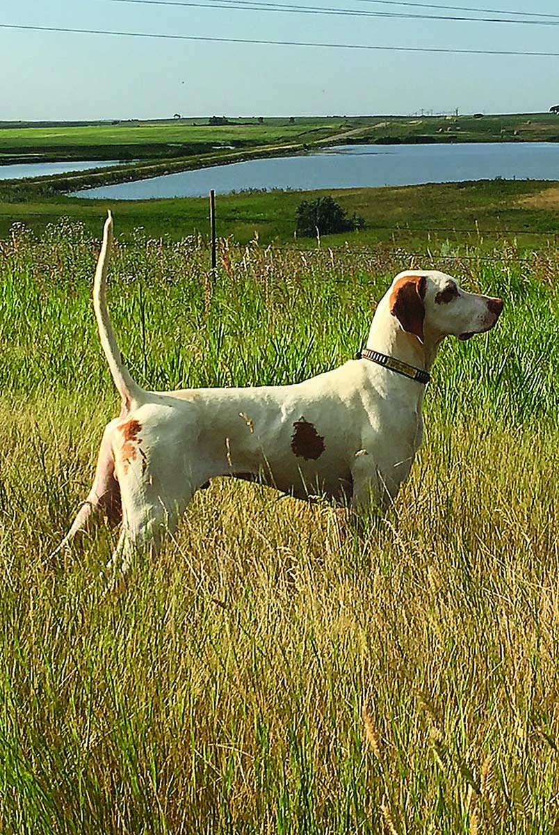 Mark McLean wins top awards for dog handling | Moultrie Observer
