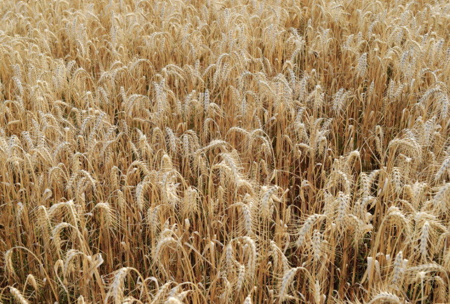 Dusty wheat fields signal peak for glut | Moultrie Observer