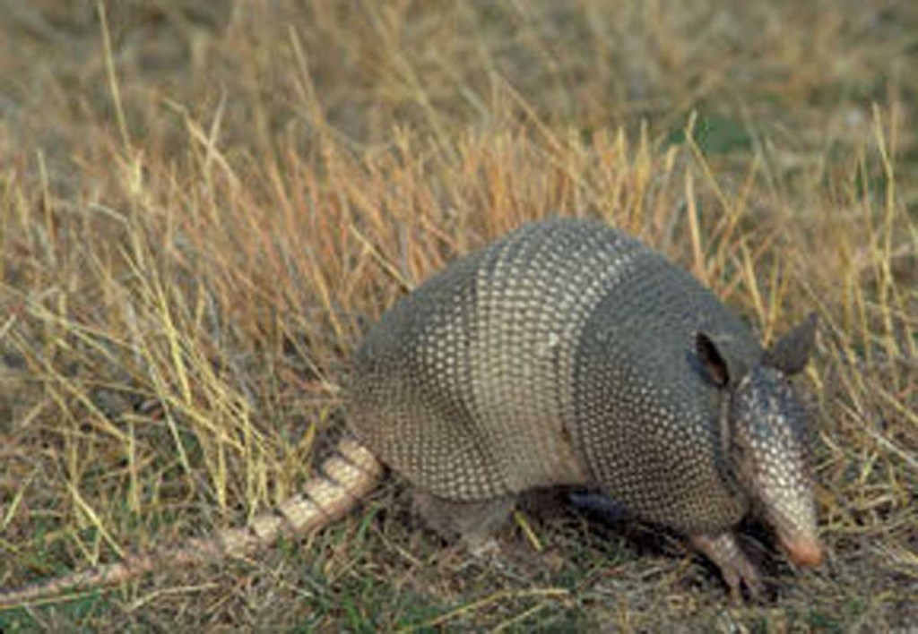 Armadillo’d and Dangerous: Bullet ricochets off armadillo and into ...